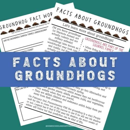 4 Amazing Facts About Groundhogs for Kids + Worksheet