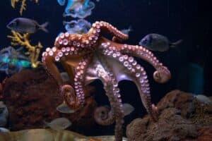 Interesting Facts About An Octopus + Free Printable Octopus Trivia