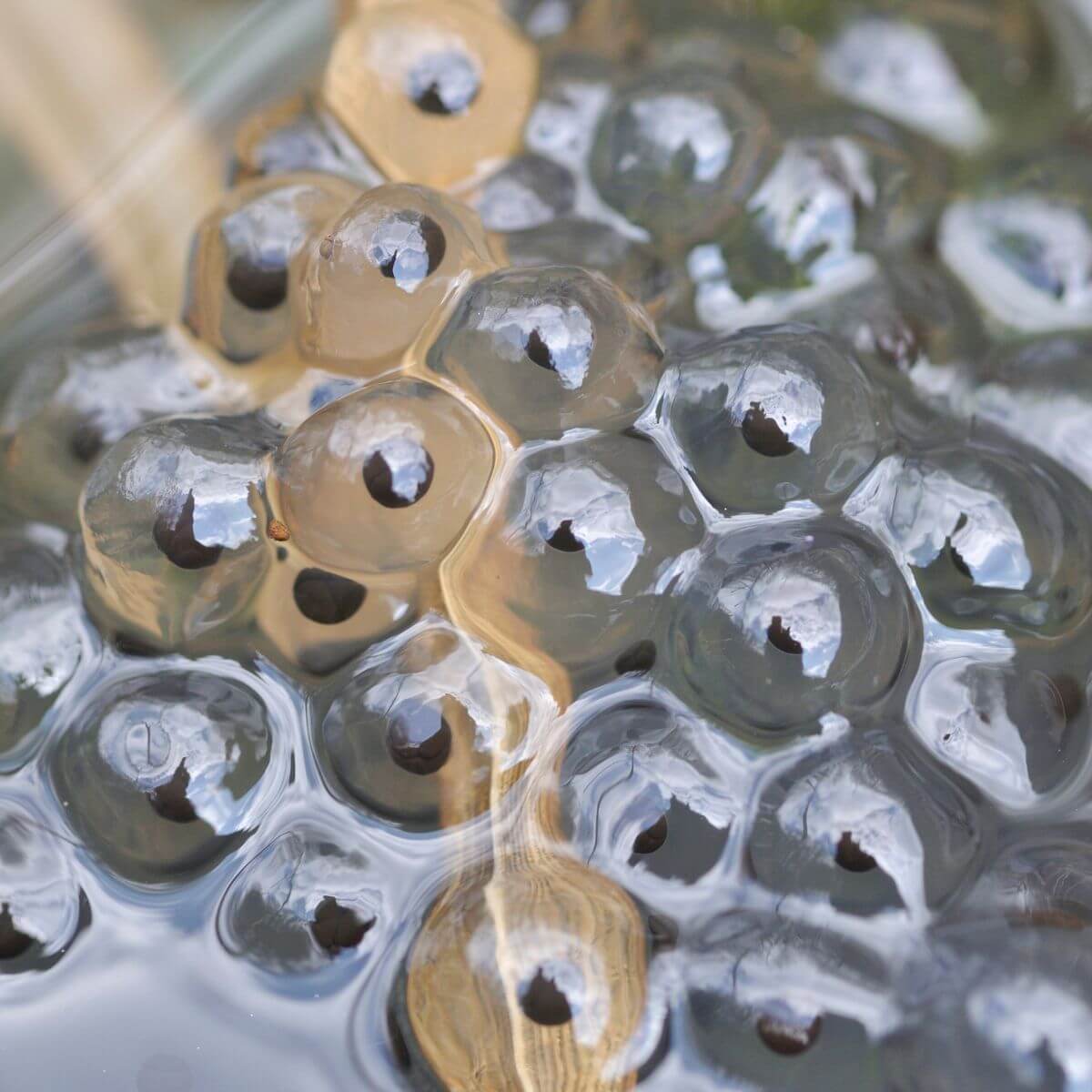 Fun Frog Life Cycle Fold Out Activity - The 4 Stages